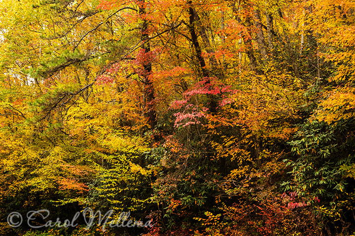 Fall In The Smoky Mountains – Roam Sweet Roam
