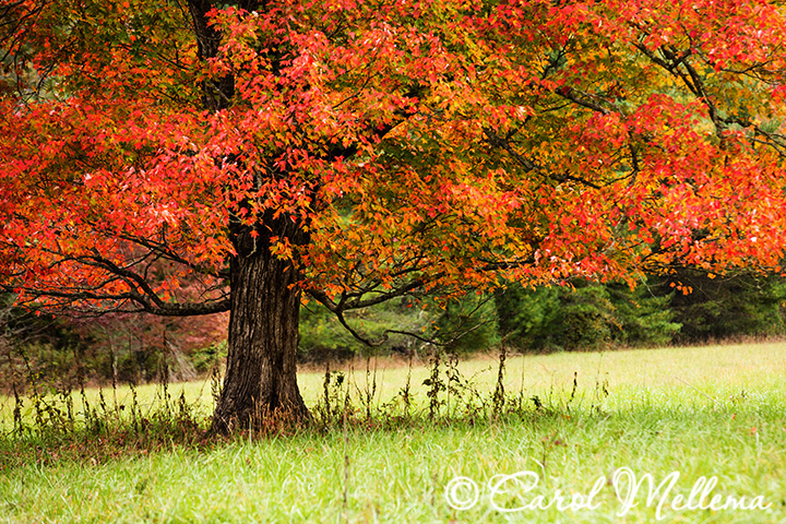 Fall In The Smoky Mountains – Roam Sweet Roam