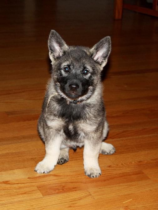 We Lost The Best Dog Ever :( – Roam Sweet Roam